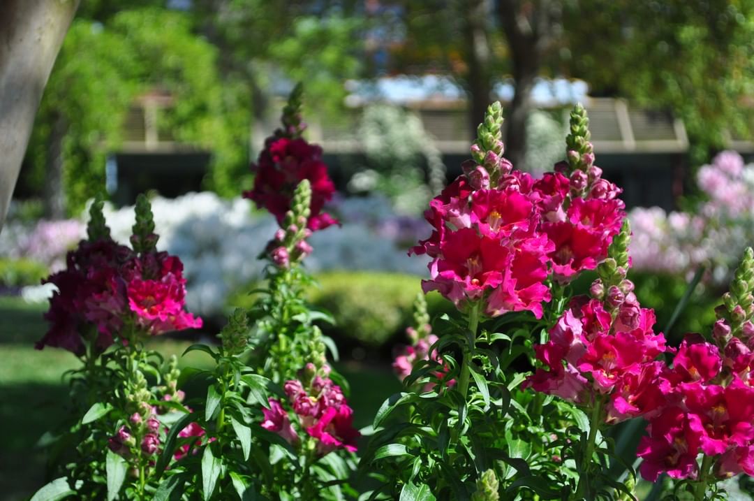 April showers bring May flowers 🌼 #MayDay - Freshfields Village ...